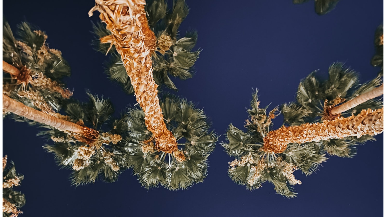 Turkey Tales - Paddle Trail Campground